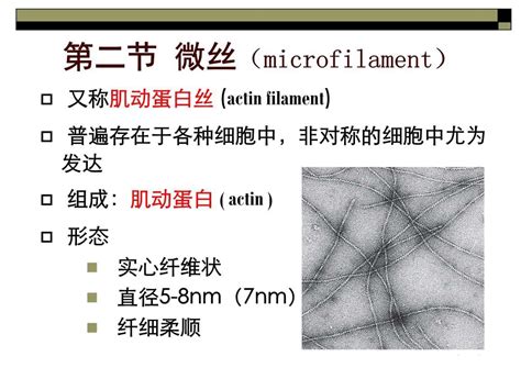 细胞骨架微丝手绘图 图库 五毛网