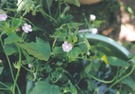 ニシキアオイ 山口琉球等帰化植物図鑑 2017