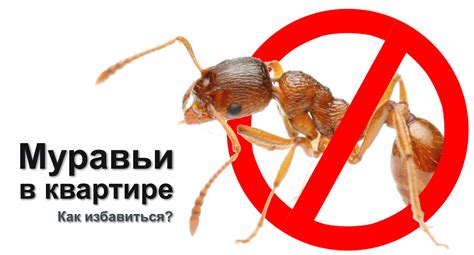 Средство от муравьев в квартире и доме: какое лучше и эффективнее для ...