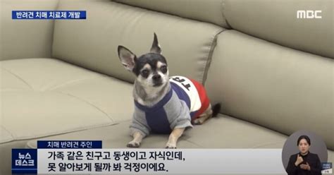 반려견 치매 치료제 개발에 성공한 한국 연구진 인스티즈instiz 이슈 카테고리 반려견 치매 치료제 개발에 성공한 한국 연구진 인스티즈instiz 이슈 카테고리