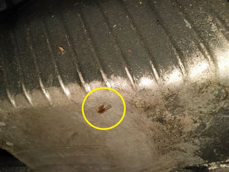 The Surprising E30 Part V Eet Ees Alive Bimmerlife