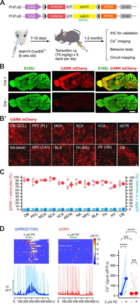 Specific And Behaviourally Consequential Astrocyte Gq Gpcr Signaling Attenuation In Vivo With