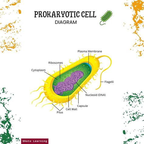 Prokaryotic Cell Qanda Mastery 20 Questions And Answers