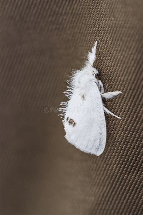 White Moth On A Brown Background Stock Image Image Of Leaf Wood