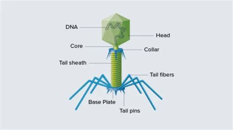 Virus Structure Origin Replication Classification And Example