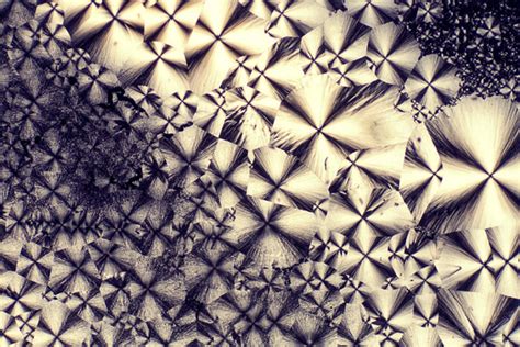 35 Stunning Examples Of Photomicrographs