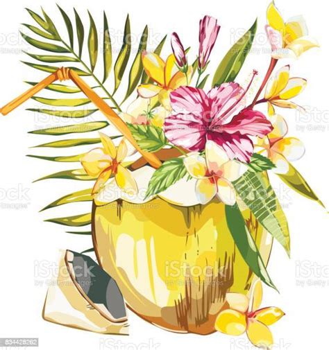 벡터 코코넛 손 종 려 잎 Plumeria 핑크 히 비 스커 스 꽃과 그린된 스케치 수채화 벡터 열 대 음식 그림입니다 흰색 배경에 고립 수채화에 대한 스톡 벡터 아트 및