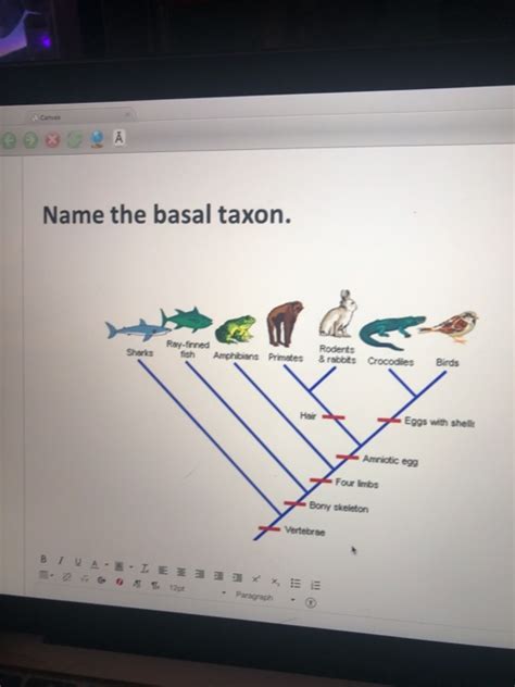 Solved Name The Basal Taxon Ray Finned Sharks Rodents
