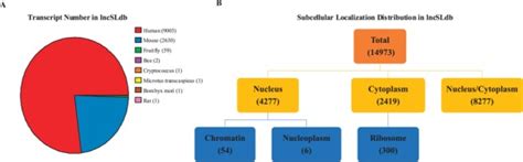 Lncsldb A Resource For Long Non Coding Rna Subcellular Localization Pmc