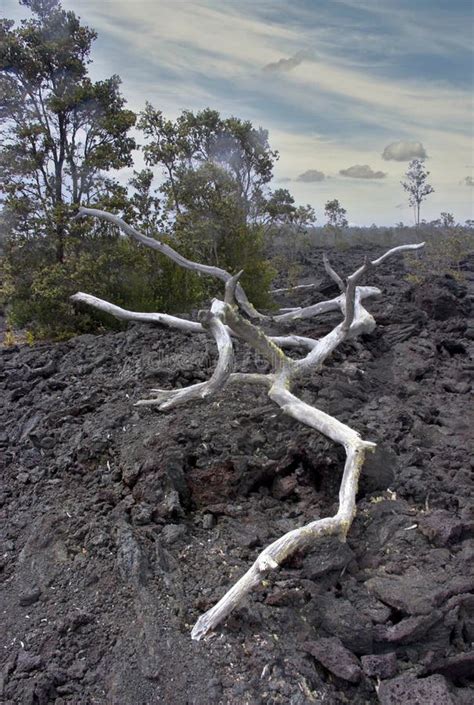 Strange Trunk Of Trees In The Forest Stock Image Image Of Trunk Light 289171769