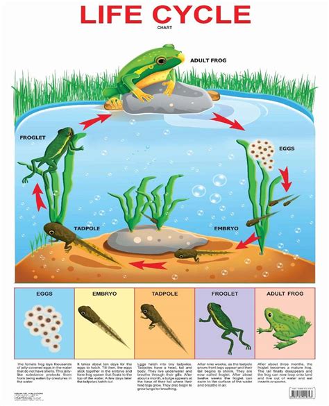 Life Cycle Chart Reference Educational Wall Chart By Dreamland