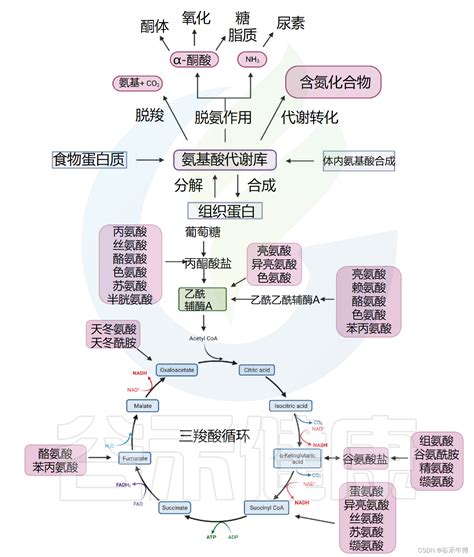 氨基酸代谢：从基础到应用，揭示其在健康与疾病的角色 Amino Acid Metabolism In Health And Disease Csdn博客