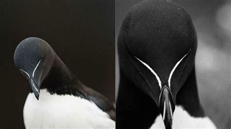 Razorbill Cuntimal Know Your Meme