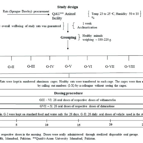 The Experimental Design Of 28 Days In Vivo Toxicity Evaluation Download Scientific Diagram