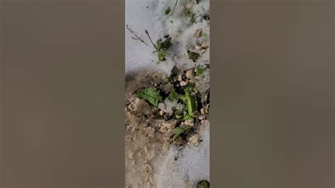 გილოცავ დედა ბებია დედის დღეს გვენათრები🌹🌹🌹🌹🌹🌹🌹🌹🌹🌹🌹💔💔💔💔💔💔💔😭😭😭😭😭😭😭😭 Youtube