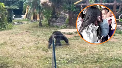 Golpean a un chimpancé con una botella de agua y el animal le devuelve el golpe Infobae