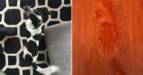 با نگاه کردن به این تصاویر یک موجود زنده در آن پنهان شده است تصاویر