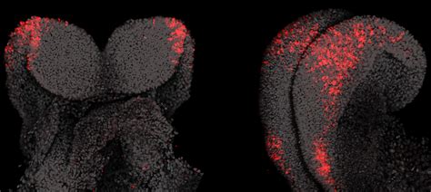 Cell Fate Plasticity And Reprogramming Ipop
