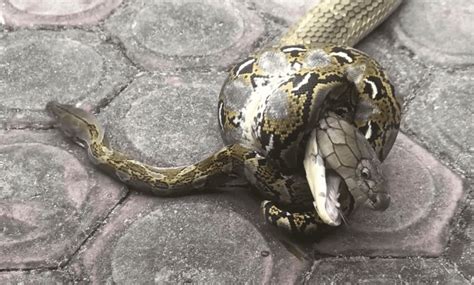 King Cobra Looses Battle To Much Smaller Python Whiskey Riff