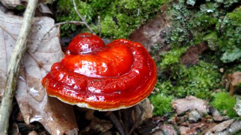 Ganoderma Tsugae Mushroom Hunting And Identification Shroomery Message Board