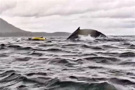 Man Swallowed By Humpback Whale In That Video Reveals What It Was Like