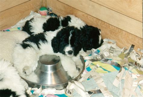 A Food Bowl Just For Me Newfoundland Dog Best Dogs Food Bowl