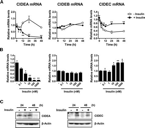 Figure 1 From Differential Roles Of Cidea And Cidec In Insulin Induced Anti Apoptosis And Lipid