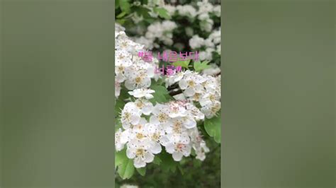 봄 내음보다 너를 김나영 Youtube