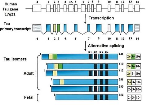 Schematic Representation Of The Human Tau Gene The Human Tau Primary