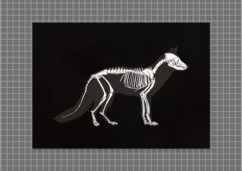 Fox Bones A4 High Quality Fox Skeleton Illustration Etsy