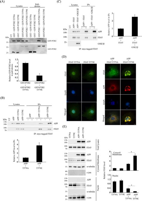 Phosphorylation Of Fe65 At Threonine 579 By Gsk3β Stimulates Amyloid