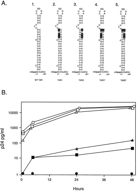 Gene Expression Of Hiv 1 Tar Mutant Viruses A Hiv 1 Rna From 1 To 61 Download Scientific