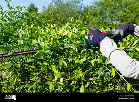 Cutting A Privet Hedge Ligustrum Ovalifolium With A Cordless Hedge
