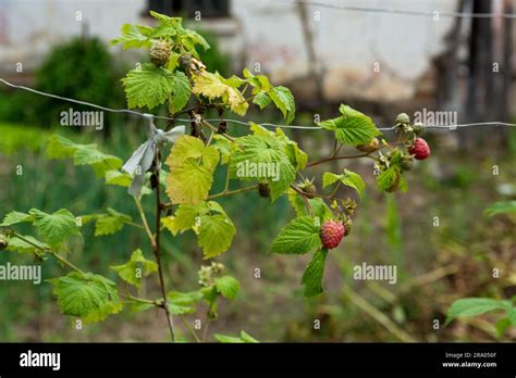 A Close Up Of Raspberry Branches With Red And Green Raspberries In The Raspberry Field
