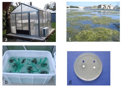 Research Activity On Macroalgae A B Macroalgae Rearing Under Download Scientific Diagram