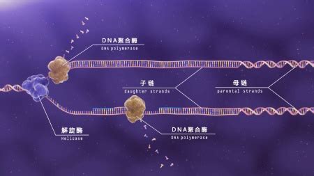 艾弗里离体细菌转化实验 火花学院