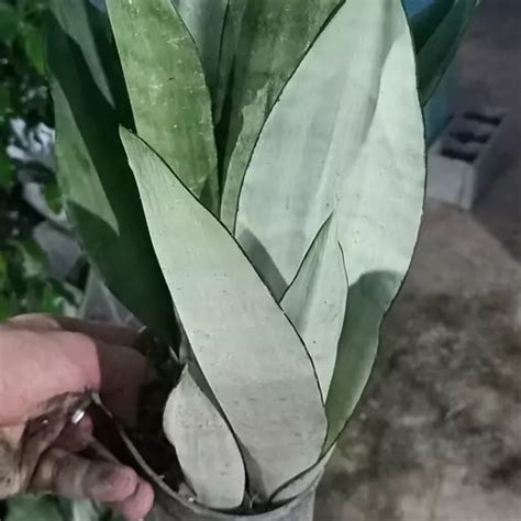 خرید و قیمت گل سانسوریا مهتابی ،با کیفیت و قوی پایه مادری با 2 پاجوش