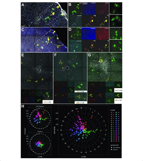 Clonally Related Astrocytes Targeted By Iue With Startrack Respond To