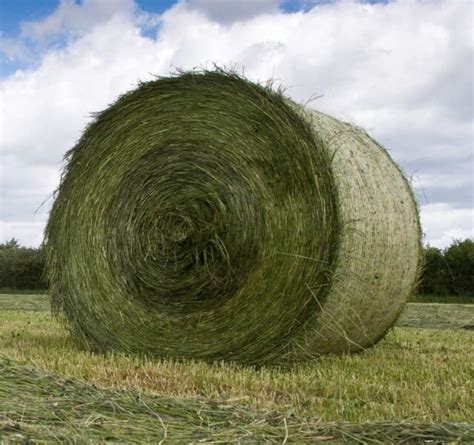 Buy Timothy Hay Bales For Sale Premium Timothy Hay Wholesale Supplier