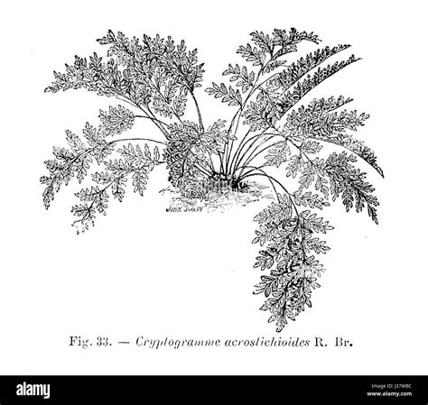 Cryptogramma Acrostichoides Commonly Known As The Brittle Fern Is A