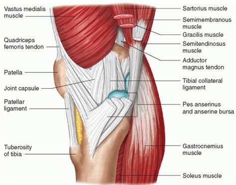 Medial Knee Anatomy