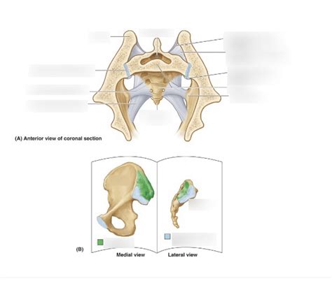 Exam 4 Anterior View Of Coronal Section Diagram Quizlet