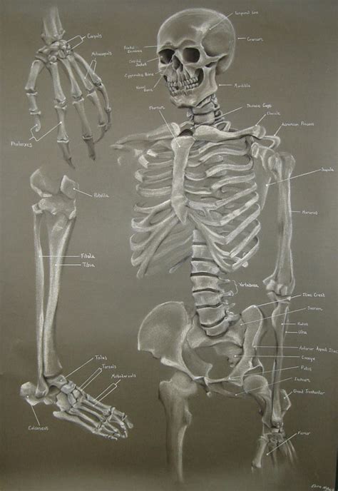 Skeleton Study By Zaree Nilerabanwen On Deviantart