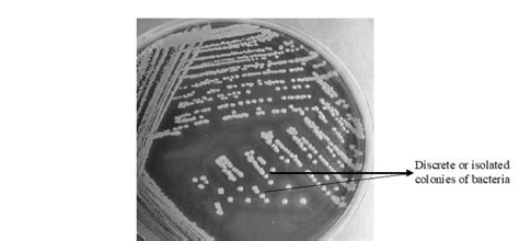 Isolation Technique Microbiology Class