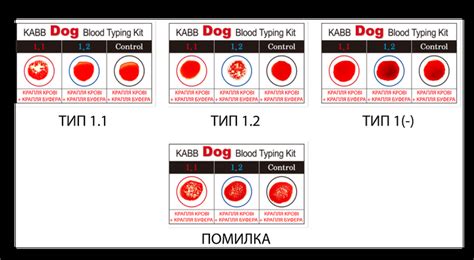 Экспресс-тест KABB BIO Группа крови собак (Canine DEA Blood typing kit ...