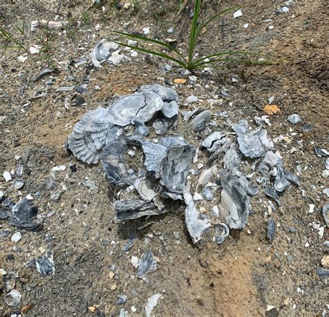 Fossilized Oyster Bed 30 Miles Inland Rfossils