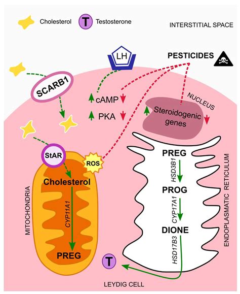 The Relationship Between Testosterone And Cholesterol Rletstalkhealth