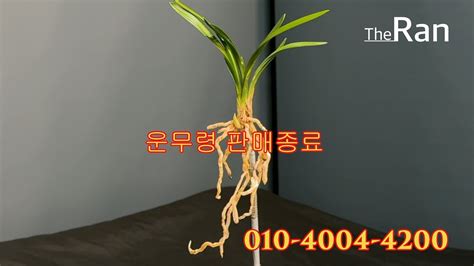 명품난초경매tv 더란 운무령 판매종료 Youtube