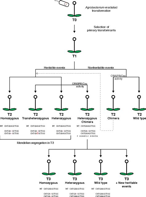 Figure 1 From Both Crispr Cas Based Nucleases And Nickases Can Be Used Efficiently For Genome