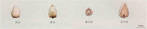 红花 中药材种子原色图典 医学